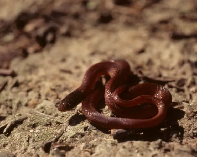 Pine woods snake - Facts, Diet, Habitat & Pictures on Animalia.bio