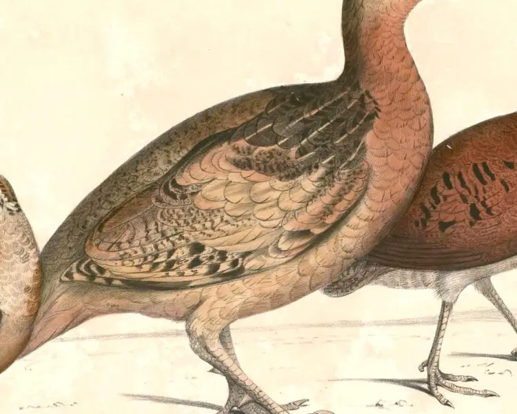 Rhizothera longirostris - факти, дієта, ареал і фотографії на Animalia.bio