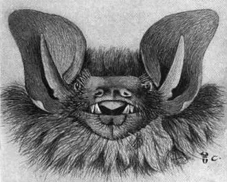 Black-winged little yellow bat - Facts, Diet, Habitat & Pictures on ...