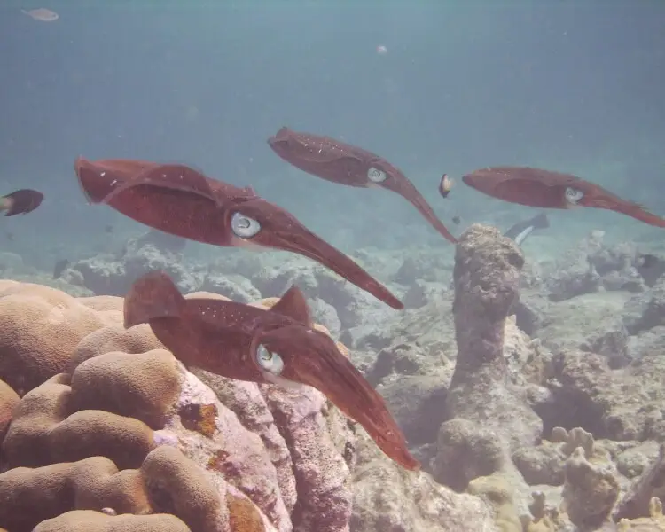 Caribbean reef squid - Facts, Diet, Habitat & Pictures on Animalia.bio