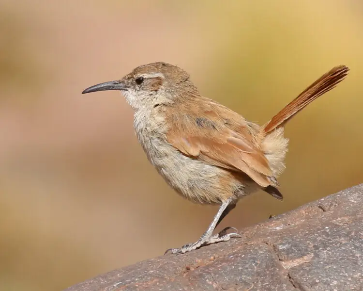 Rock earthcreeper - Facts, Diet, Habitat & Pictures on Animalia.bio