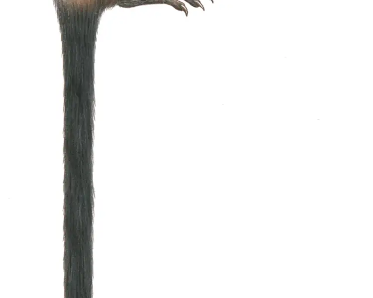 Mico rondoni - факти, дієта, ареал і фотографії на Animalia.bio