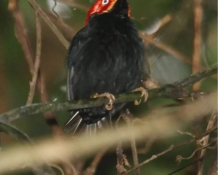 Round-tailed manakin - Facts, Diet, Habitat & Pictures on Animalia.bio