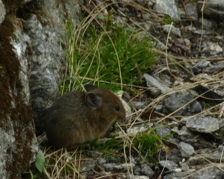 Ochotona roylei - факти, дієта, ареал і фотографії на Animalia.bio