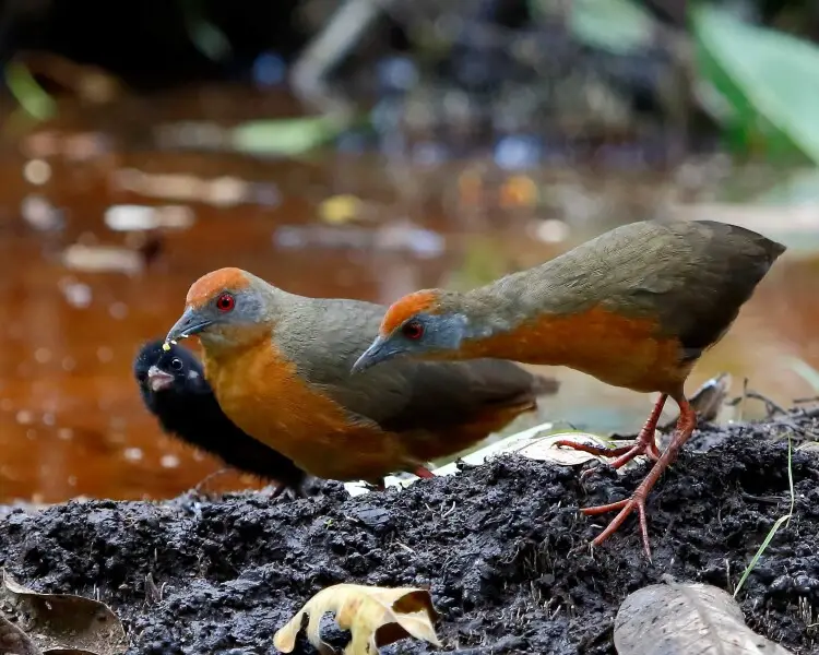 Rufirallus viridis - факти, дієта, ареал і фотографії на Animalia.bio