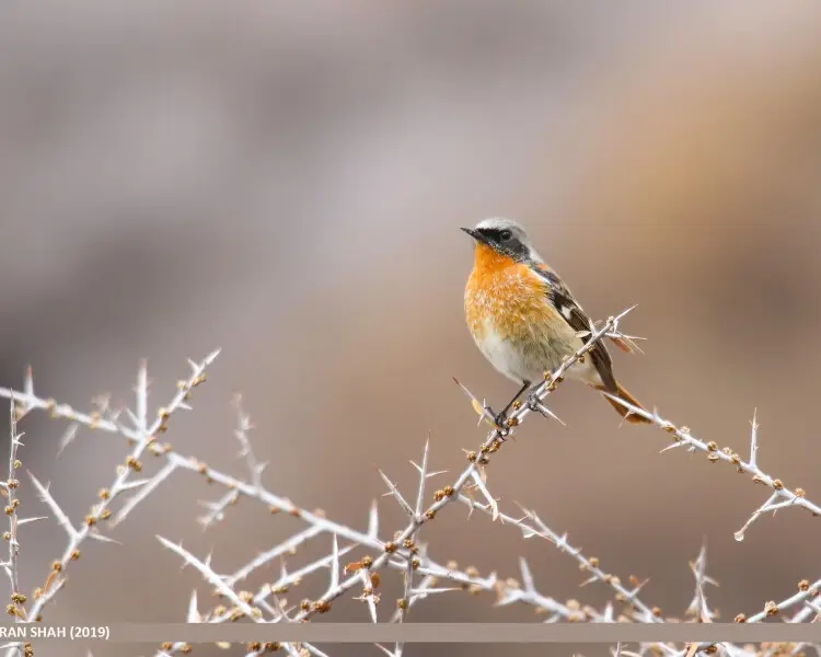 Eversmann's redstart - Facts, Diet, Habitat & Pictures on Animalia.bio