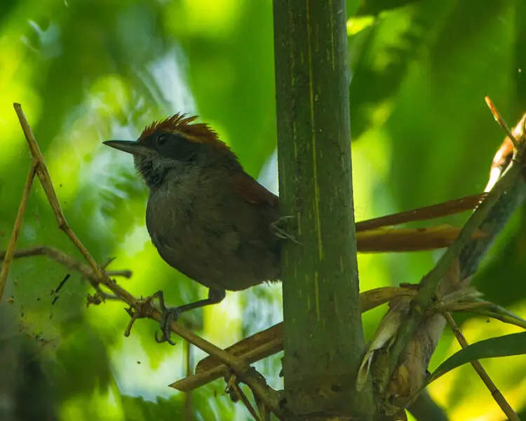 Rufous-capped spinetail - Facts, Diet, Habitat & Pictures on Animalia.bio
