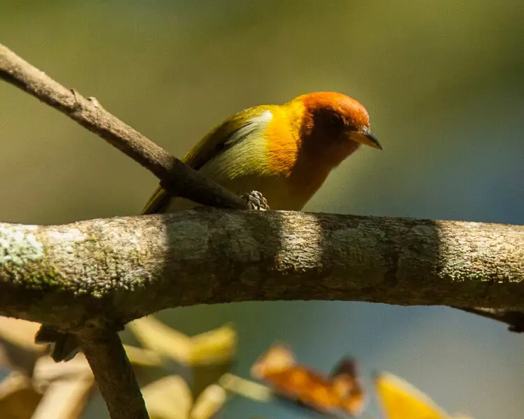 Hemithraupis ruficapilla - Fatti, dieta, habitat e immagini su Animalia.bio
