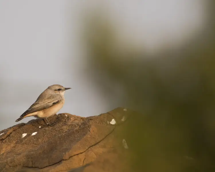 Red-tailed wheatear - Facts, Diet, Habitat & Pictures on Animalia.bio
