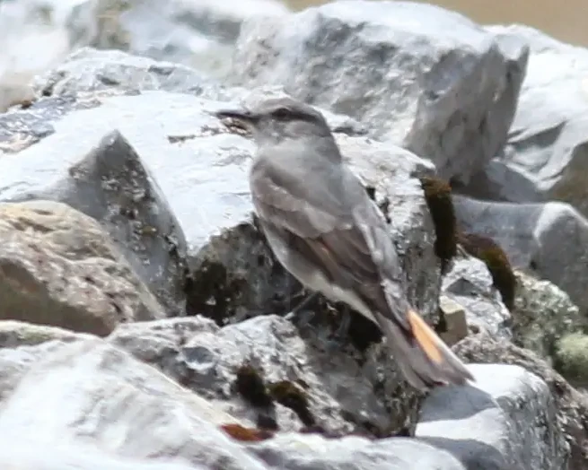 Polioxolmis rufipennis - Fatti, dieta, habitat e immagini su Animalia.bio