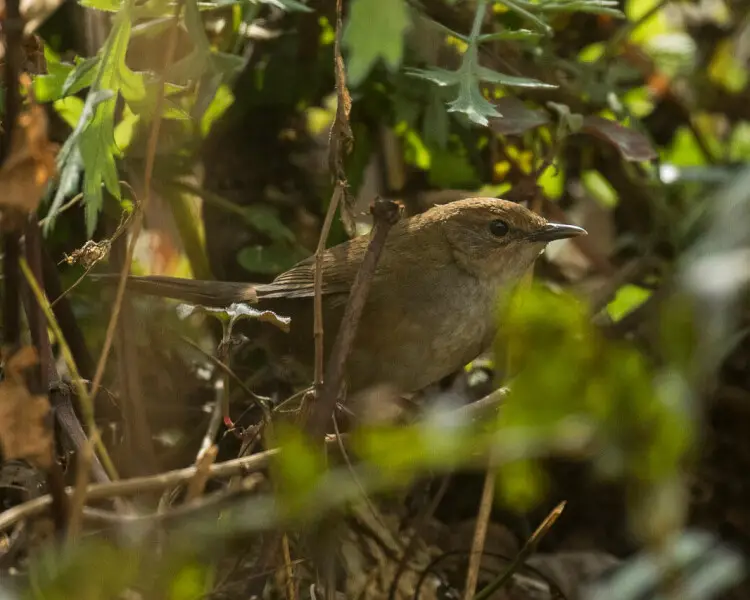 Locustella mandelli - Fatti, dieta, habitat e immagini su Animalia.bio
