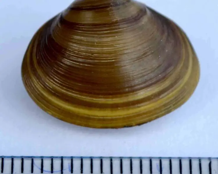 Sphaerium rivicola - Facts, Diet, Habitat & Pictures on Animalia.bio