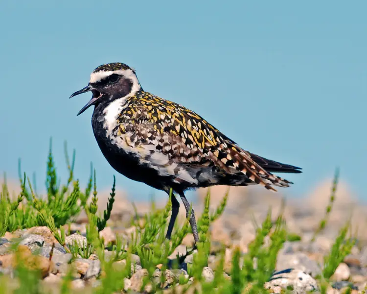Pacific Golden Plover - Facts, Diet, Habitat & Pictures on Animalia.bio