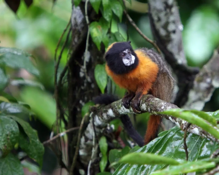 Golden-mantled tamarin - Facts, Diet, Habitat & Pictures on Animalia.bio