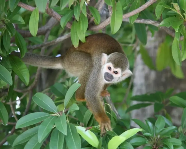 Bare-eared squirrel monkey - Facts, Diet, Habitat & Pictures on ...