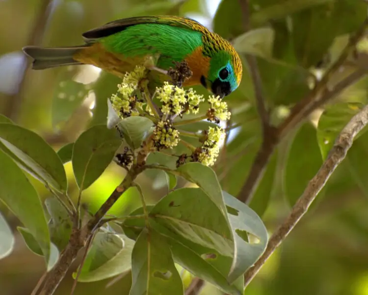 Tangara desmaresti - факти, дієта, ареал і фотографії на Animalia.bio