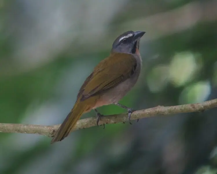 Buff-throated saltator - Facts, Diet, Habitat & Pictures on Animalia.bio