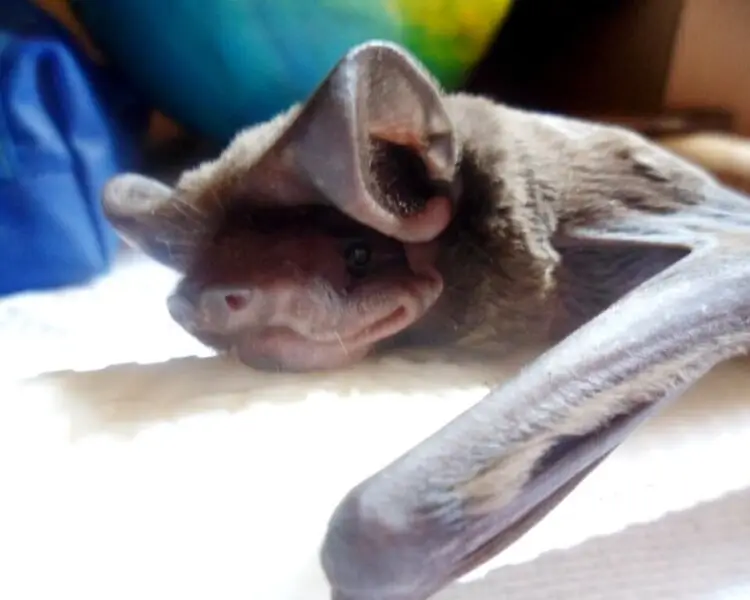 Wagner's bonneted bat - Facts, Diet, Habitat & Pictures on Animalia.bio