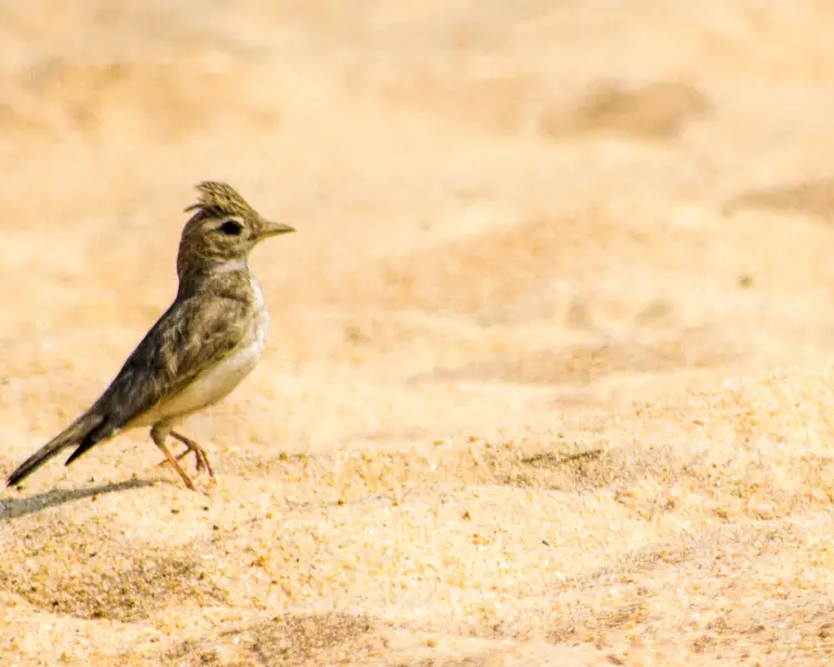 Sand lark - Facts, Diet, Habitat & Pictures on Animalia.bio