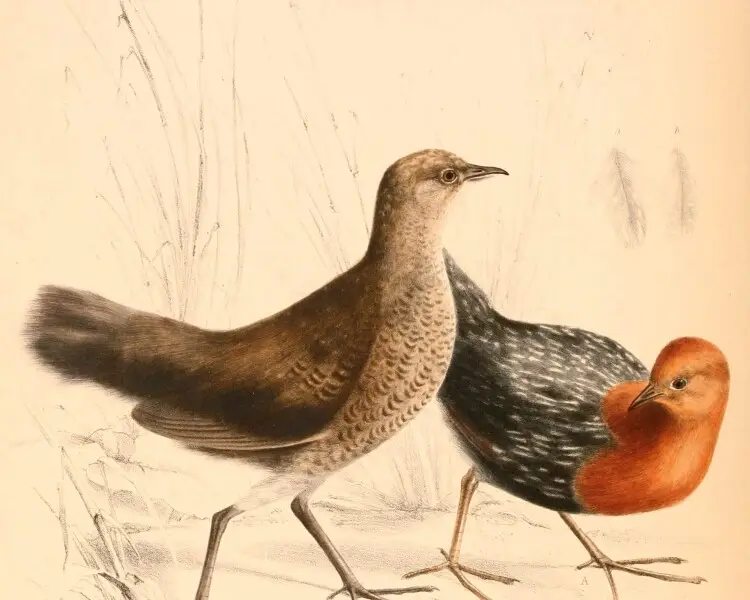 Red-chested flufftail - Facts, Diet, Habitat & Pictures on Animalia.bio