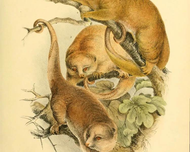 Strigocuscus pelengensis - факти, дієта, ареал і фотографії на Animalia.bio