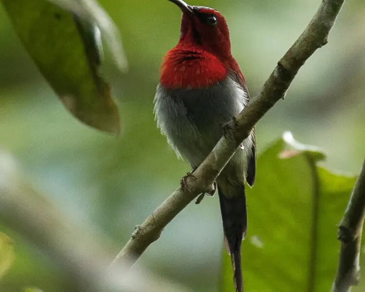 Javan sunbird - Facts, Diet, Habitat & Pictures on Animalia.bio