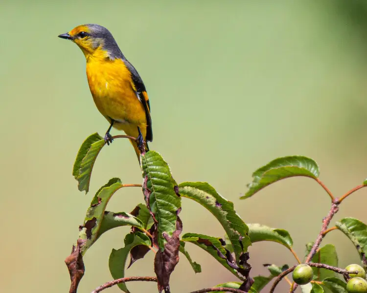 Scarlet minivet - Facts, Diet, Habitat & Pictures on Animalia.bio