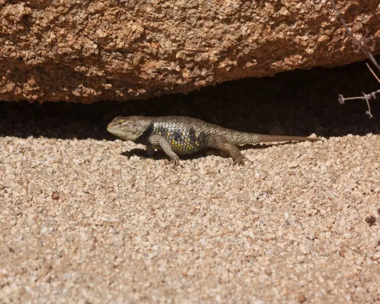 Sceloporus uniformis - Facts, Diet, Habitat & Pictures on Animalia.bio