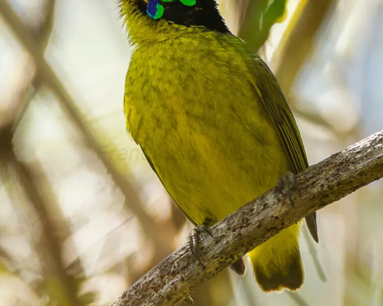 Schlegel's asity - Facts, Diet, Habitat & Pictures on Animalia.bio