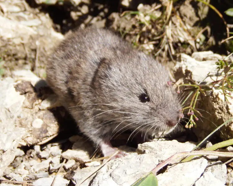 European snow vole - Facts, Diet, Habitat & Pictures on Animalia.bio