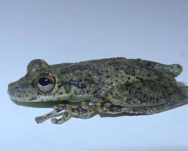 Scinax funereus - факти, дієта, ареал і фотографії на Animalia.bio