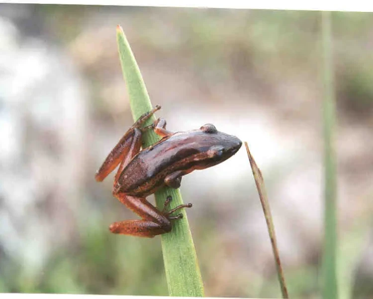 Scinax squalirostris - Facts, Diet, Habitat & Pictures on Animalia.bio
