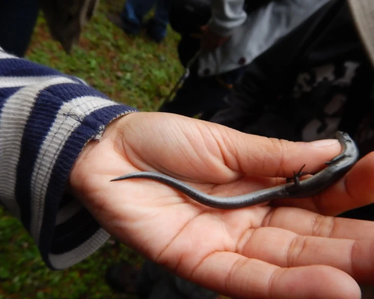 Scincella gemmingeri - факти, дієта, ареал і фотографії на Animalia.bio