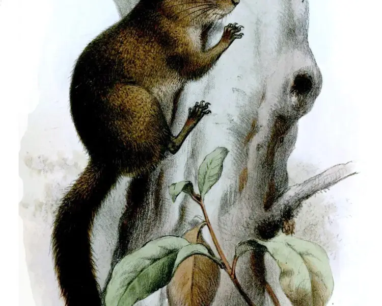 Tufted pygmy squirrel - Facts, Diet, Habitat & Pictures on Animalia.bio