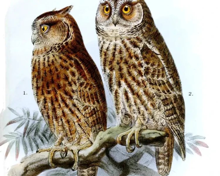 Otus magicus - Fatti, dieta, habitat e immagini su Animalia.bio