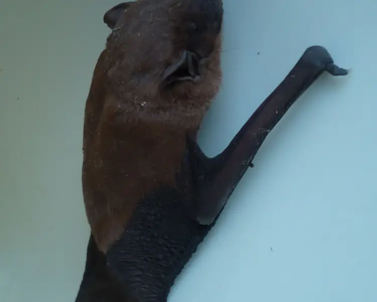 Lesser Asiatic yellow bat - Facts, Diet, Habitat & Pictures on Animalia.bio