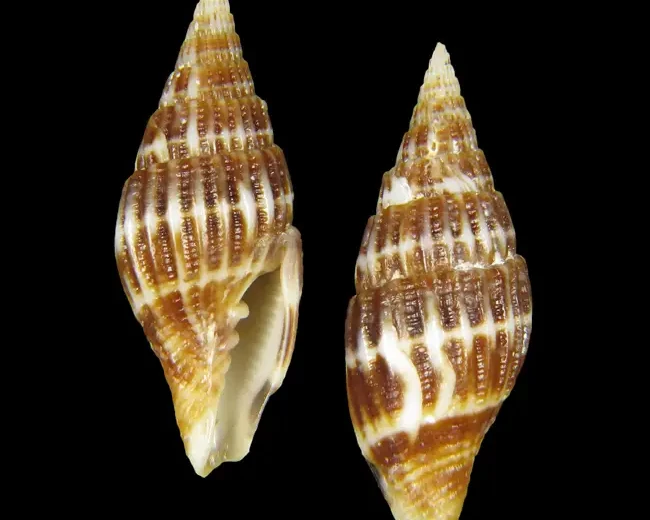 Pusia dautzenbergi - факти, дієта, ареал і фотографії на Animalia.bio