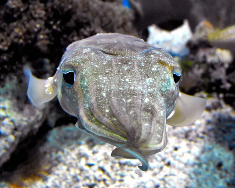Pharaoh cuttlefish - Facts, Diet, Habitat & Pictures on Animalia.bio