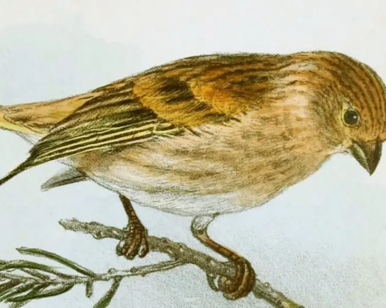 Syrian serin - Facts, Diet, Habitat & Pictures on Animalia.bio