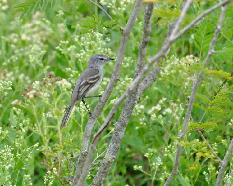 Straneck's tyrannulet - Facts, Diet, Habitat & Pictures on Animalia.bio