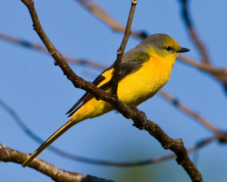 Short-billed minivet - Facts, Diet, Habitat & Pictures on Animalia.bio