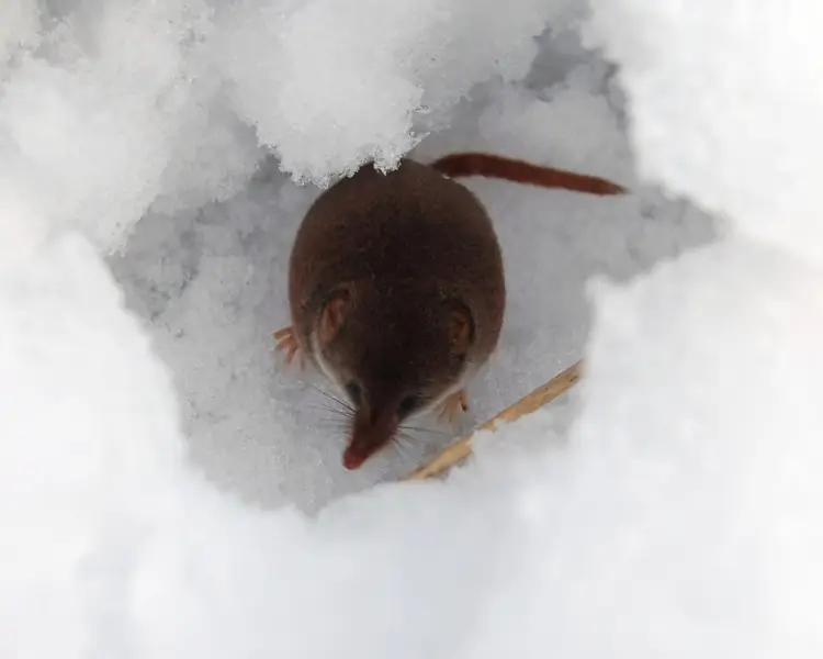 Common Shrew - Facts, Diet, Habitat & Pictures on Animalia.bio