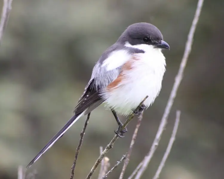 Southern fiscal - Facts, Diet, Habitat & Pictures on Animalia.bio