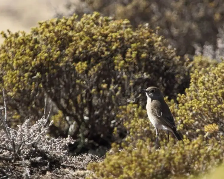Sickle-winged chat - Facts, Diet, Habitat & Pictures on Animalia.bio