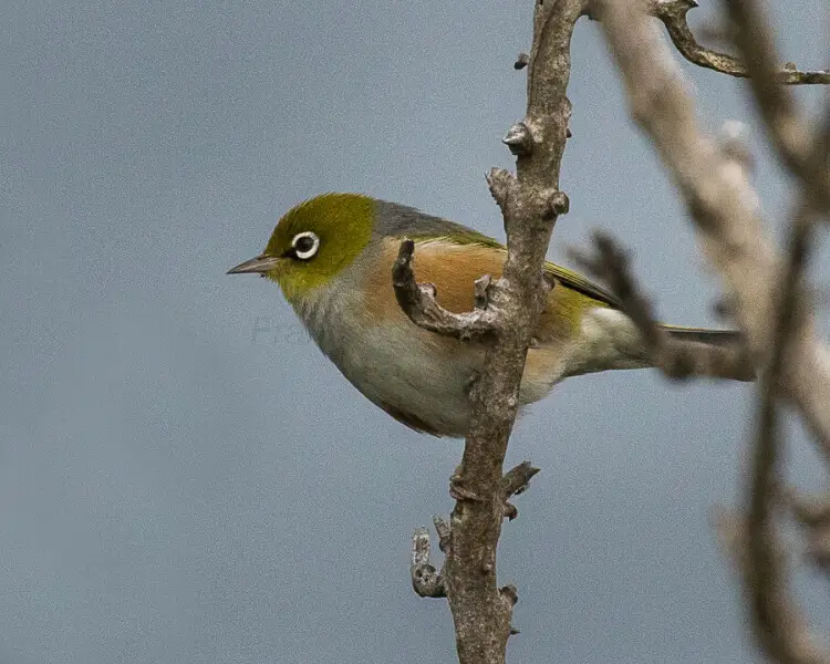 Silvereye - Facts, Diet, Habitat & Pictures on Animalia.bio