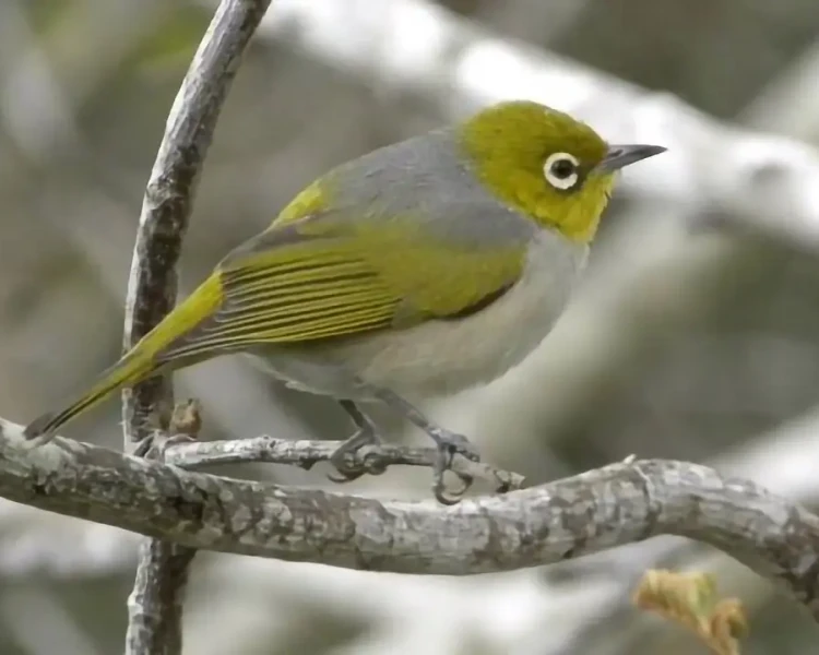 Zosterops lateralis chlorocephalus - факти, дієта, ареал і фотографії ...