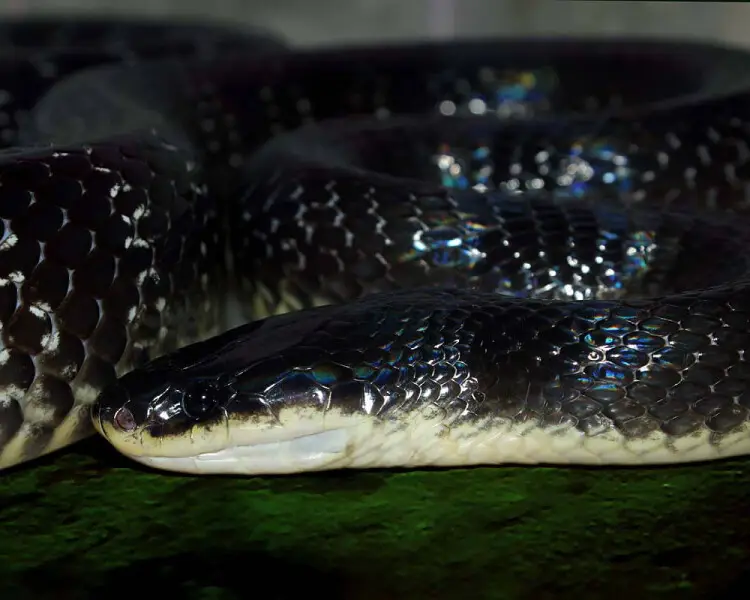 Bungarus sindanus - факти, дієта, ареал і фотографії на Animalia.bio