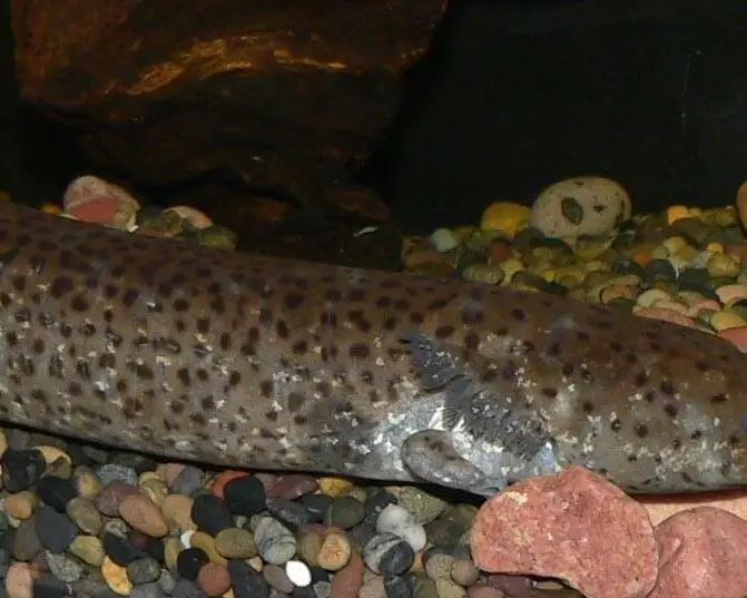 Lesser siren - Facts, Diet, Habitat & Pictures on Animalia.bio