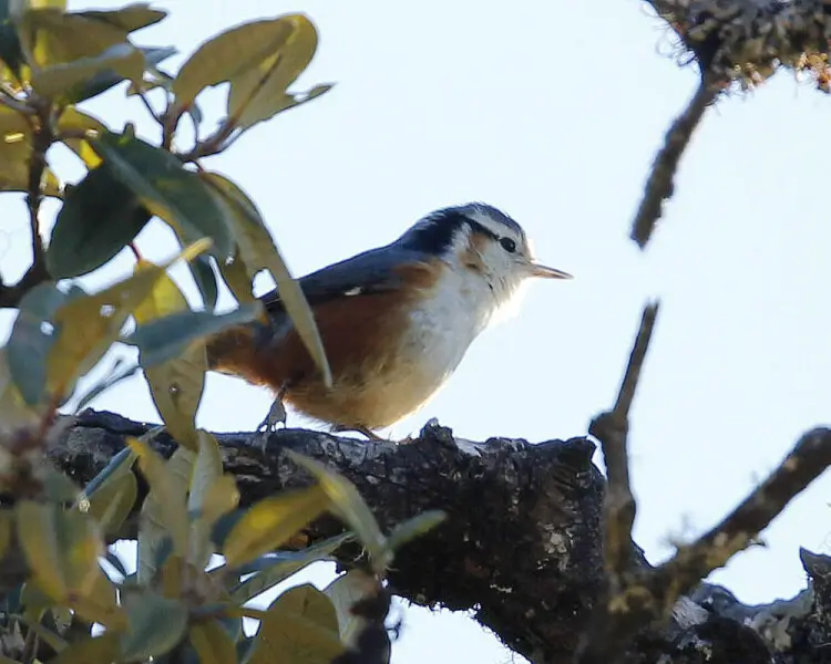 Endemic Animals of Myanmar