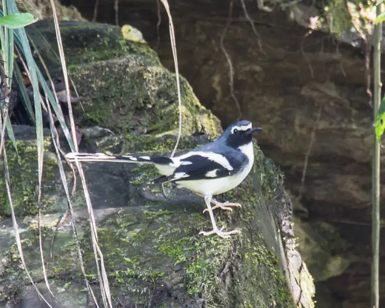 Enicurus schistaceus - факти, дієта, ареал і фотографії на Animalia.bio